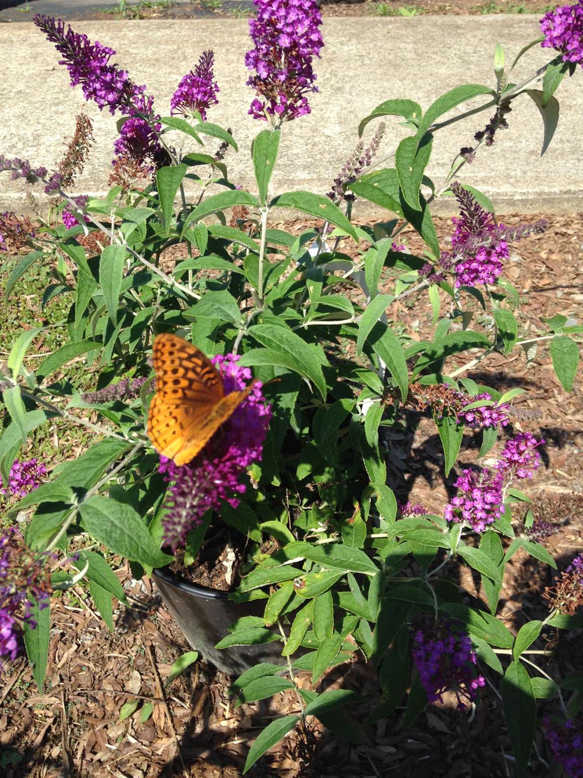 Assorted Shrub & Tree Varieties – Gary's Garden Center