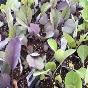 Fall Vegetables “Cole Crops” – Gary's Garden Center