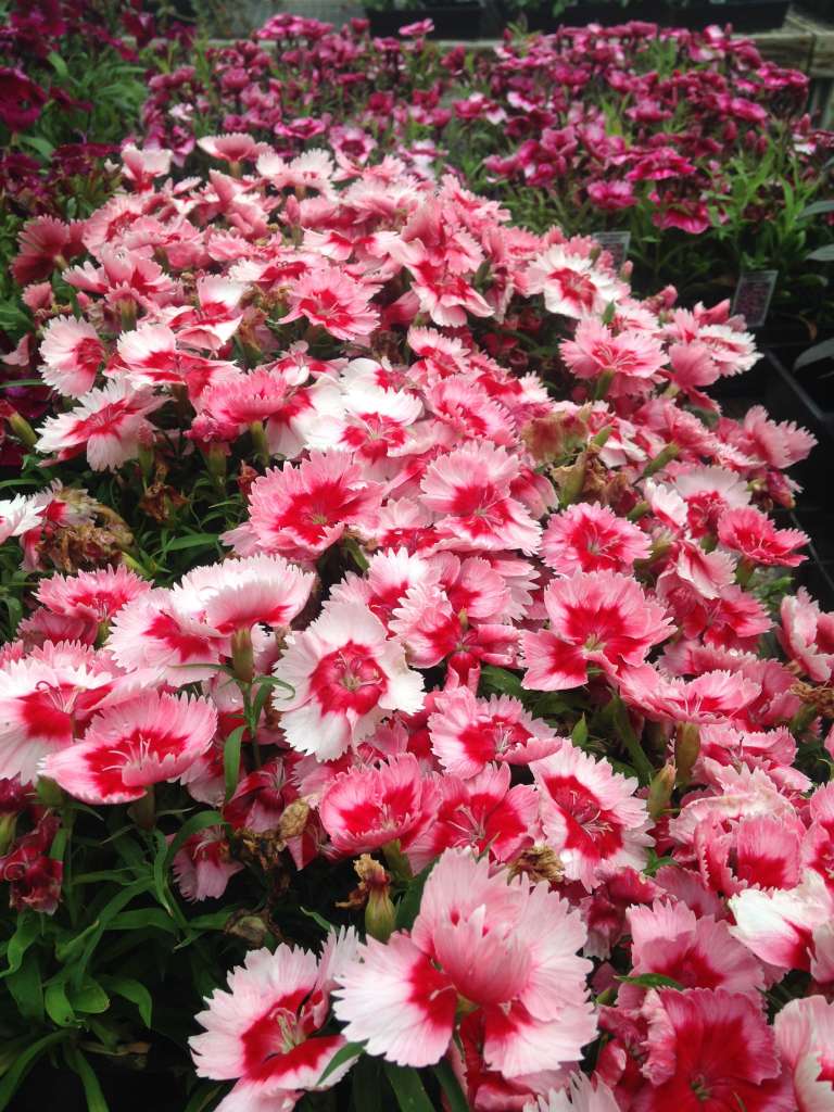 Annual Flowers – Gary's Garden Center