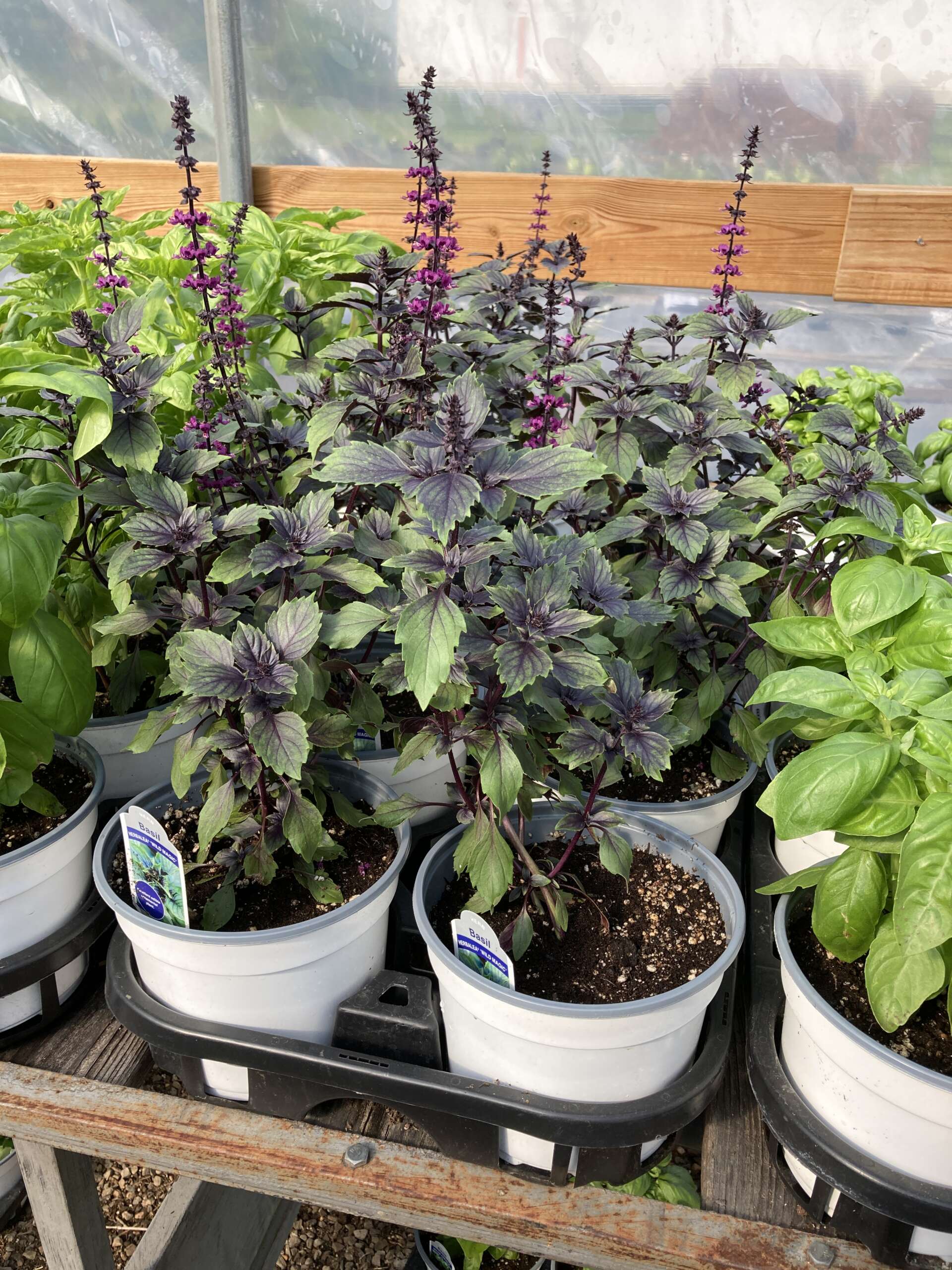 Herbs – Gary's Garden Center