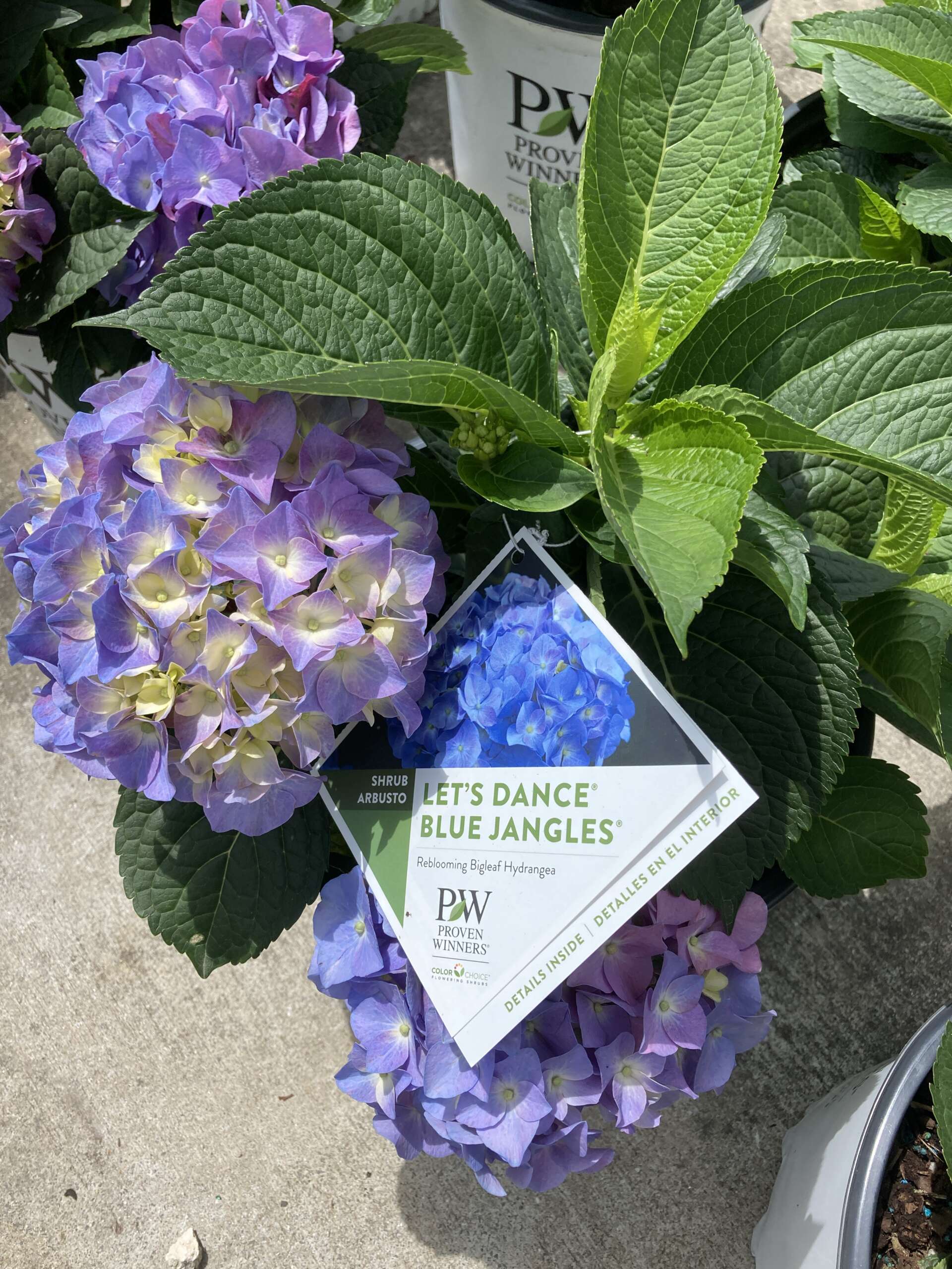 Hydrangeas – Gary's Garden Center