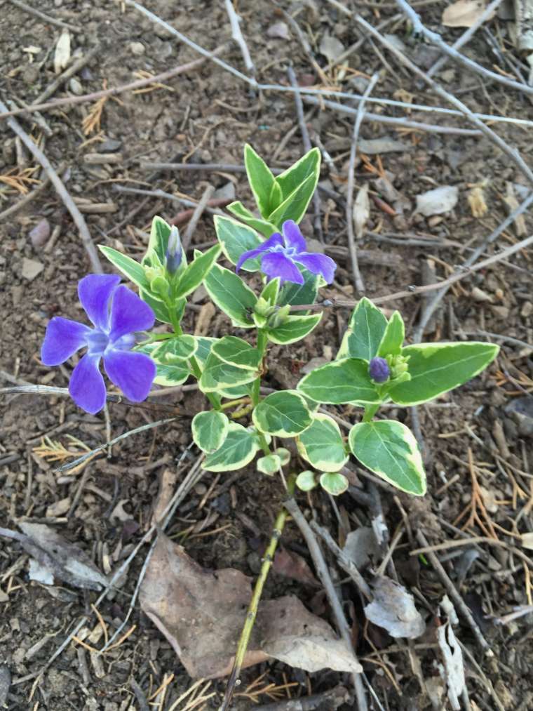 Perennial Flowers – Gary's Garden Center