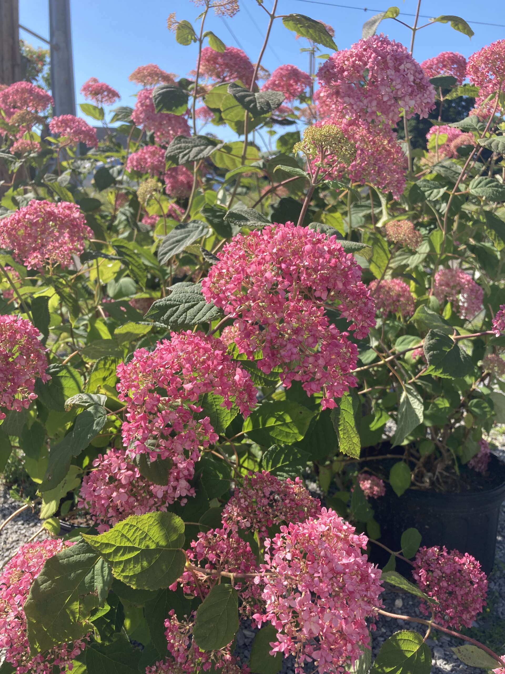 Hydrangeas – Gary's Garden Center