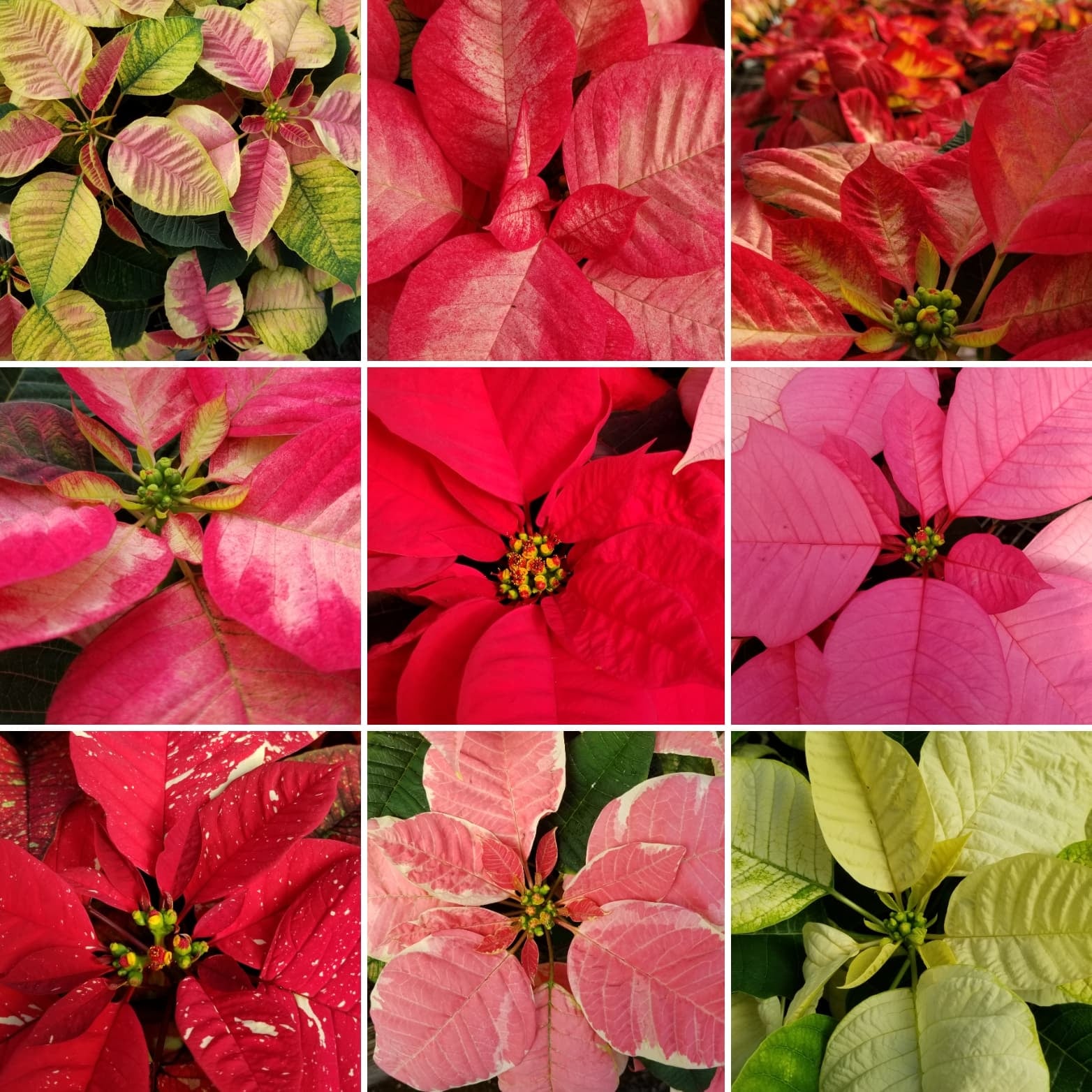 Poinsettias – Gary's Garden Center