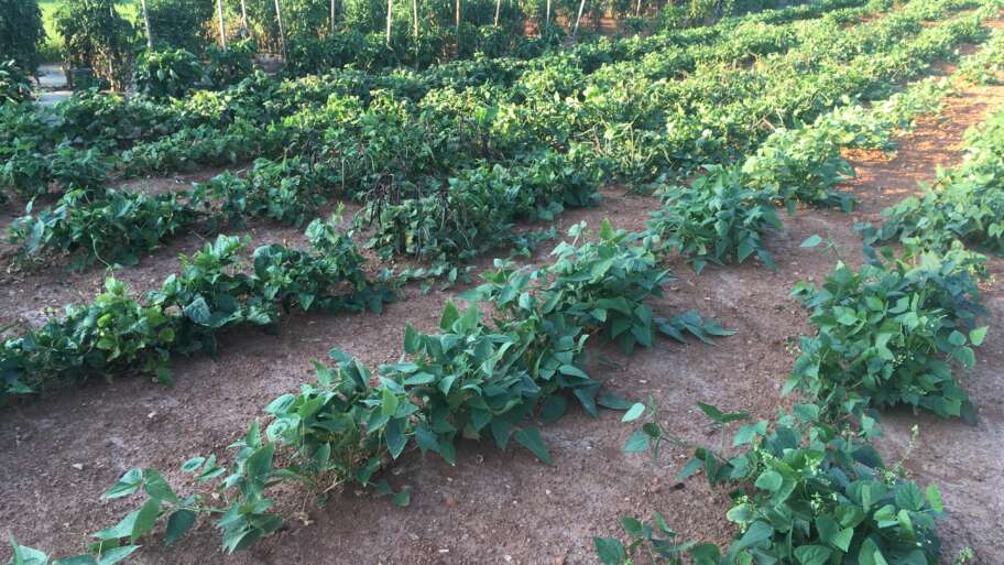 Growing Fruits in Containers - Gary's Garden Center