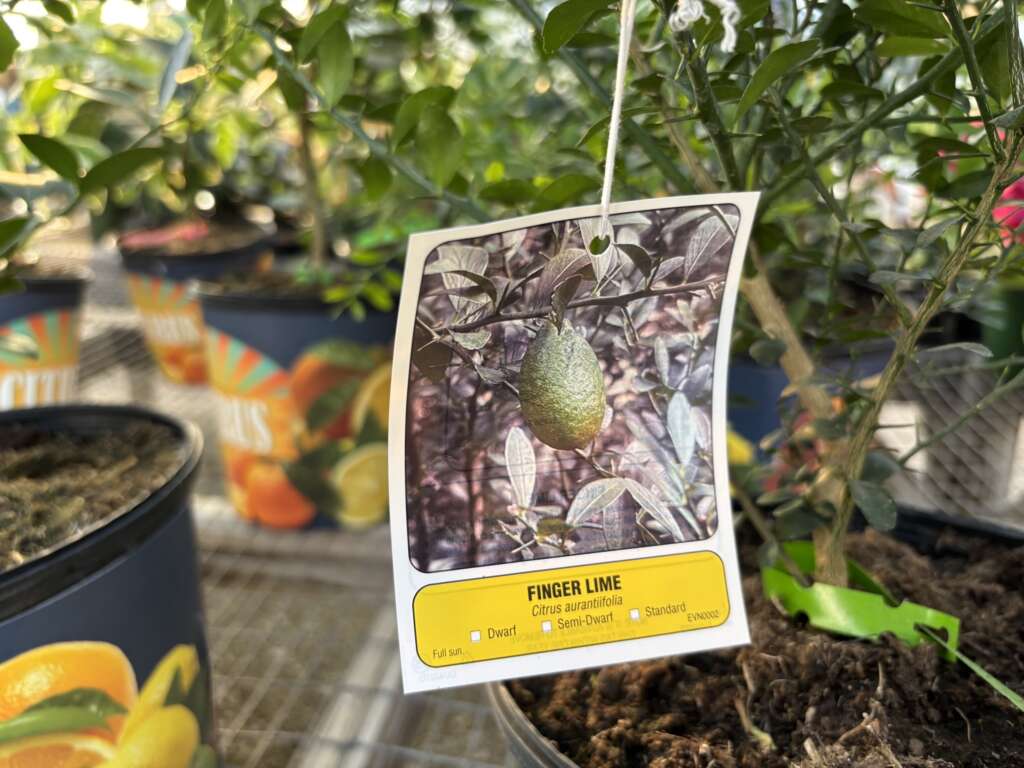 Lemon & Lime Trees: Rewarding and fun to grow! – Gary's Garden Center