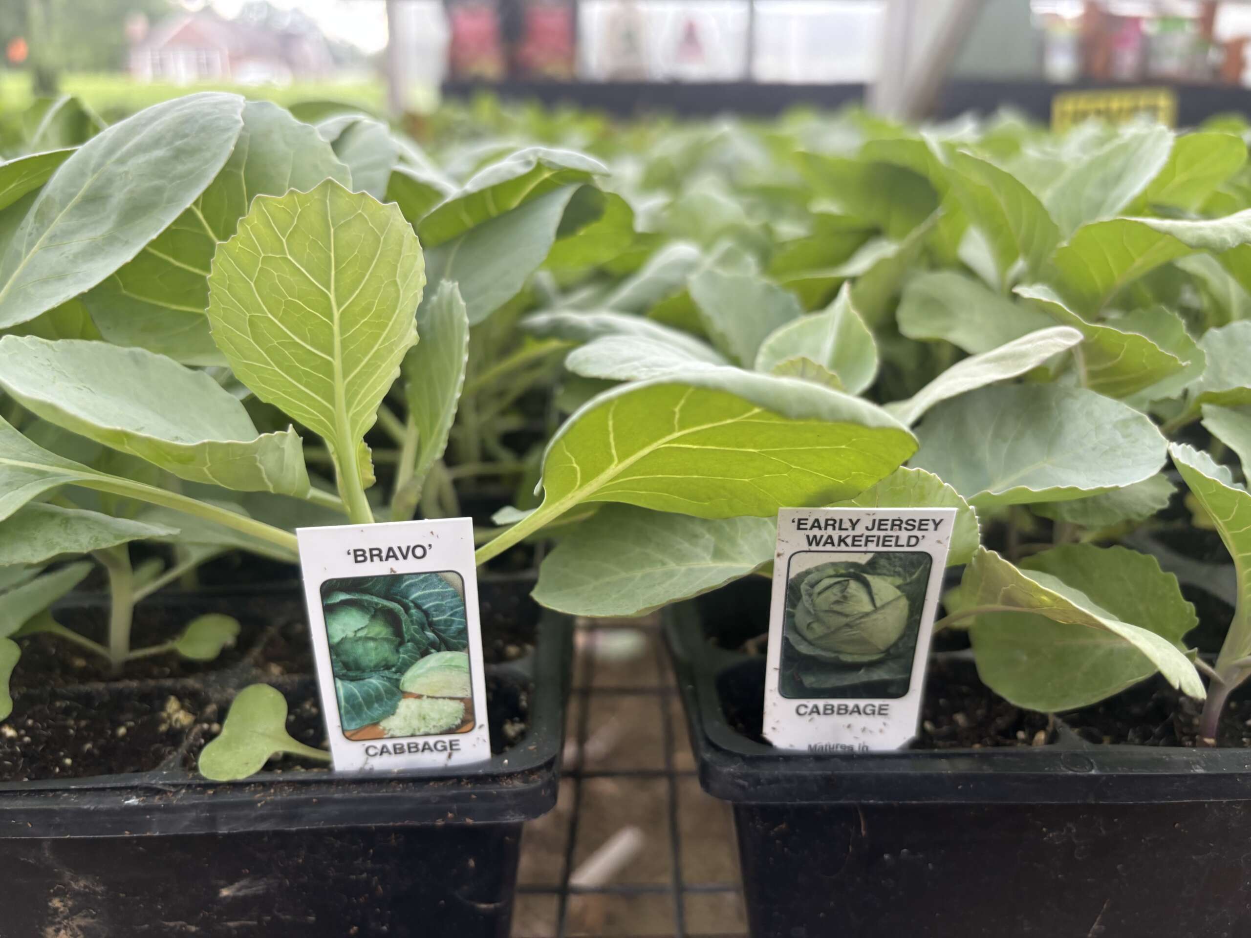 collards – Gary's Garden Center
